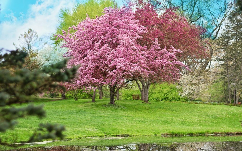 Le monde en rose : un panorama de 11 arbres aux somptueuses fleurs roses