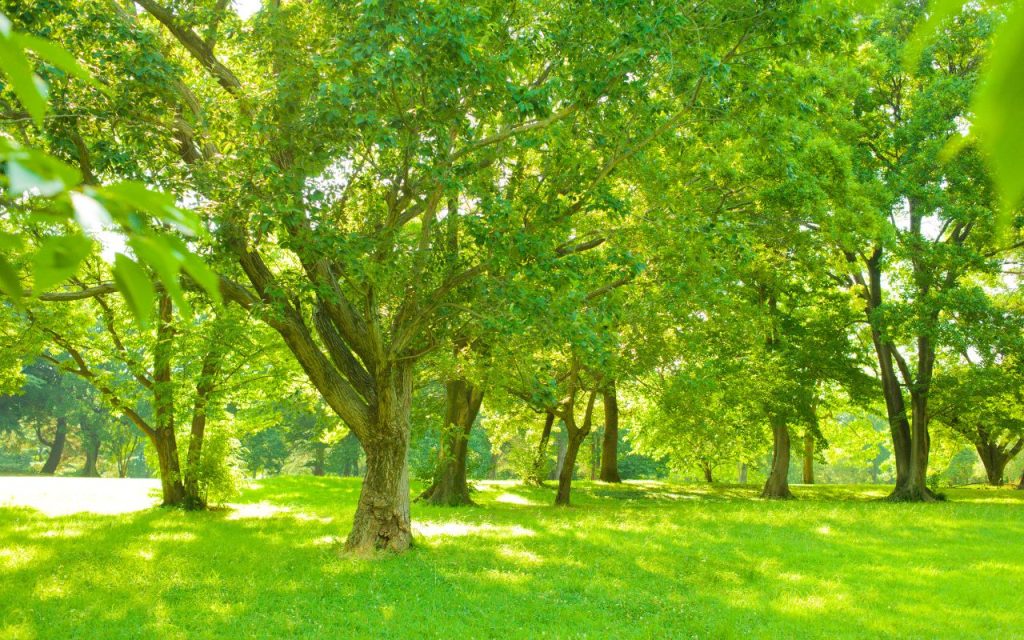 Quels sont les meilleurs arbres qui résistent à la sécheresse pour son ...